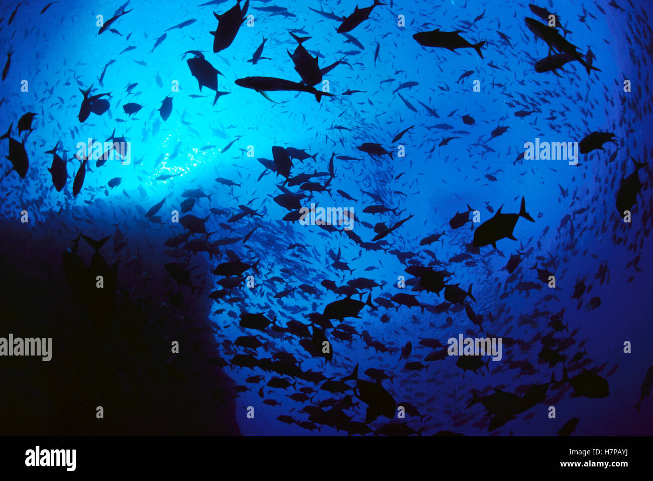 Cavalla (Caranx sp) school and other pelagic fish surround undersea ...