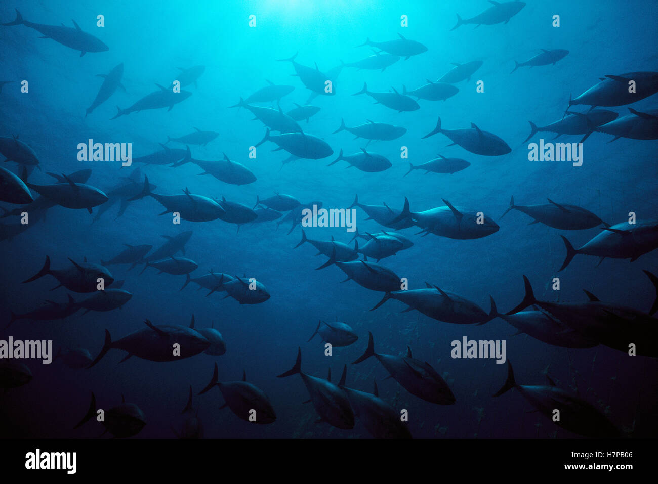 Atlantic Bluefin Tuna (Thunnus thynnus) school in Mediterranean Sea ...