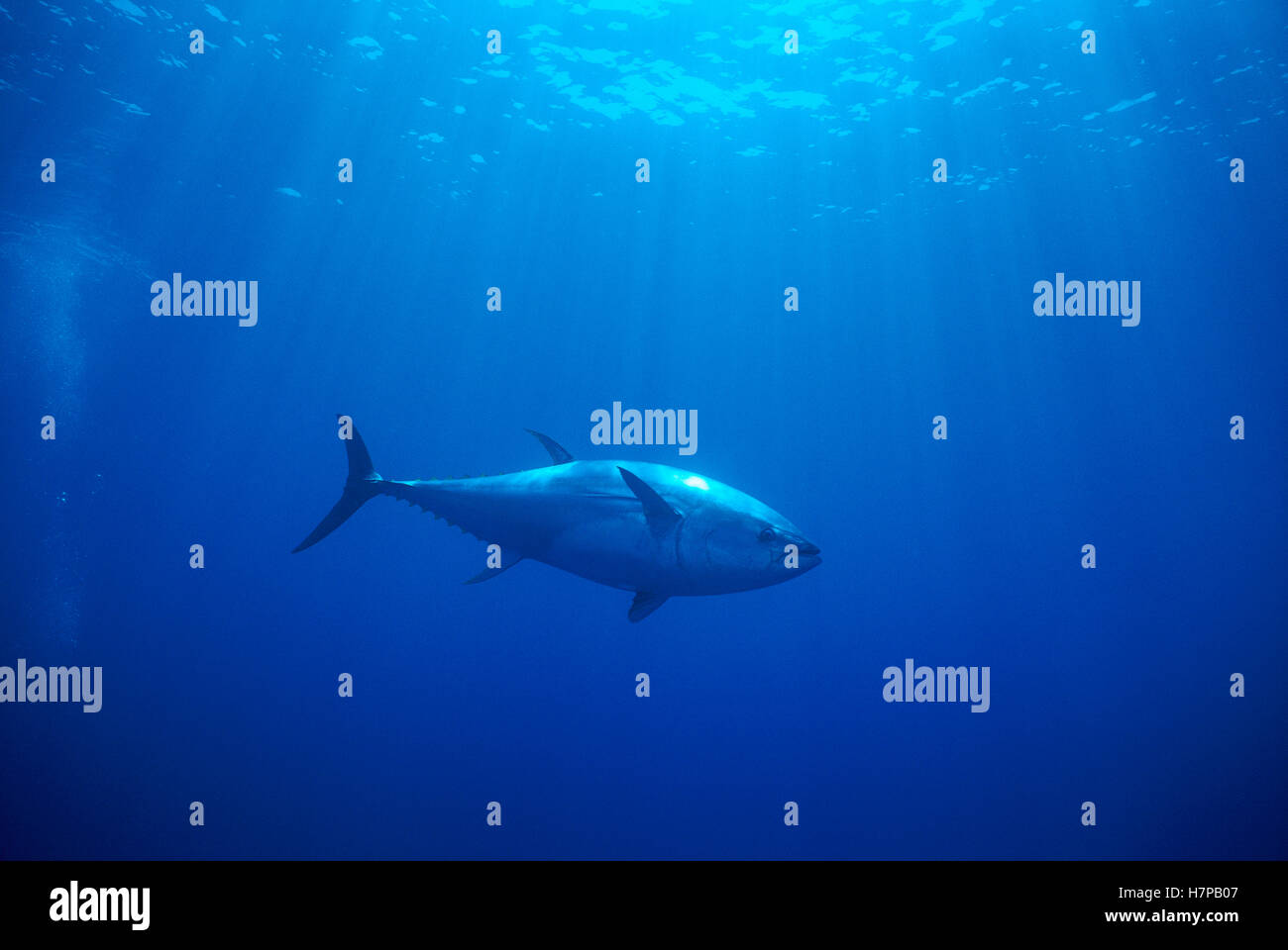 Atlantic Bluefin Tuna (Thunnus thynnus) underwater, Sardinia, Italy ...