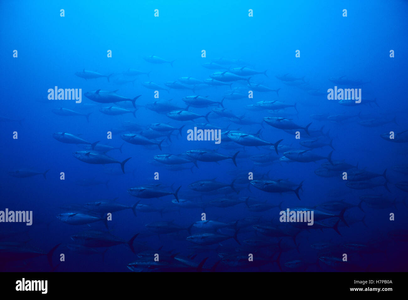 Atlantic Bluefin Tuna (Thunnus thynnus) school, Sardinia, Italy ...