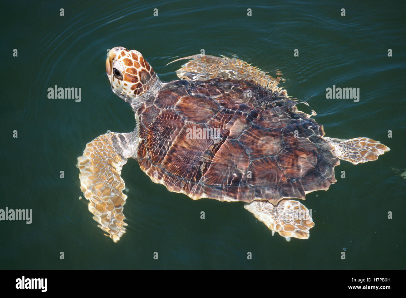 Loggerhead Sea Turtle (Caretta caretta), 2-3 year old juvenile swimming ...