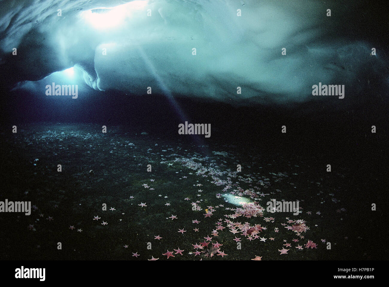 Ice cave below Weddell Seal (Leptonychotes weddellii) breathing holes ...