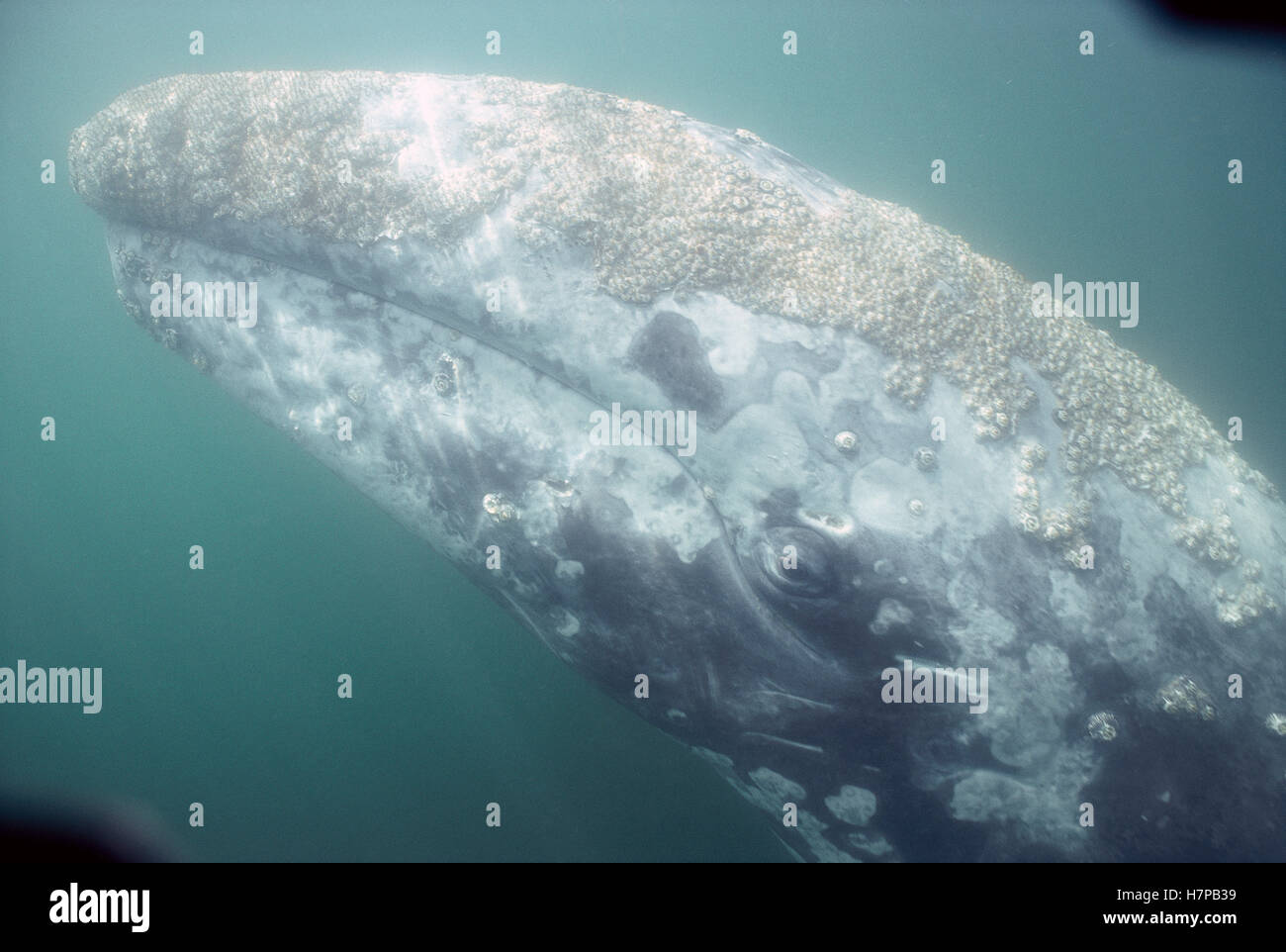 Gray Whale (Eschrichtius robustus) close-up of head underwater, Baja ...