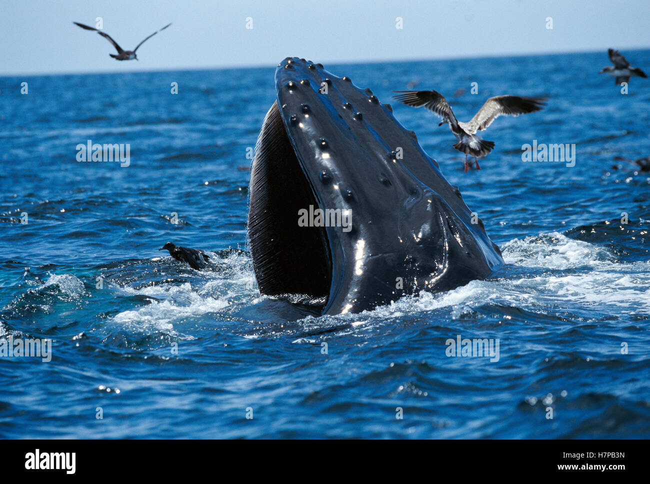Gulp usa hi-res stock photography and images - Alamy