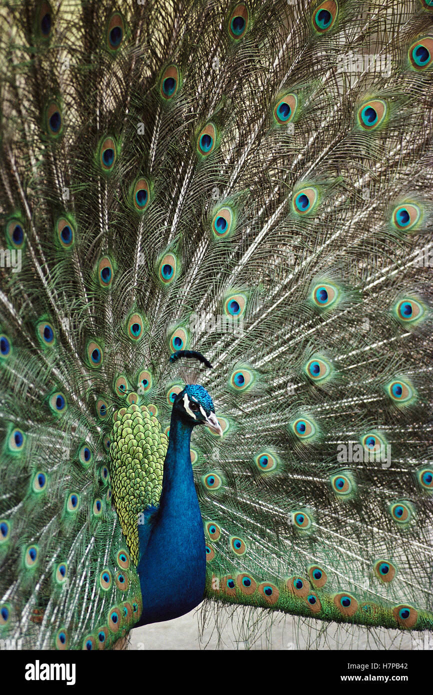 Indian Peafowl (Pavo cristatus) male performing courtship display ...