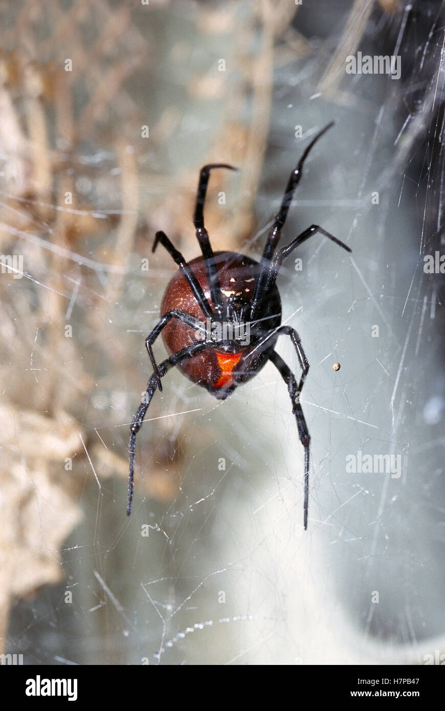 Black Widow (Latrodectus mactans) large female about to lay eggs ...