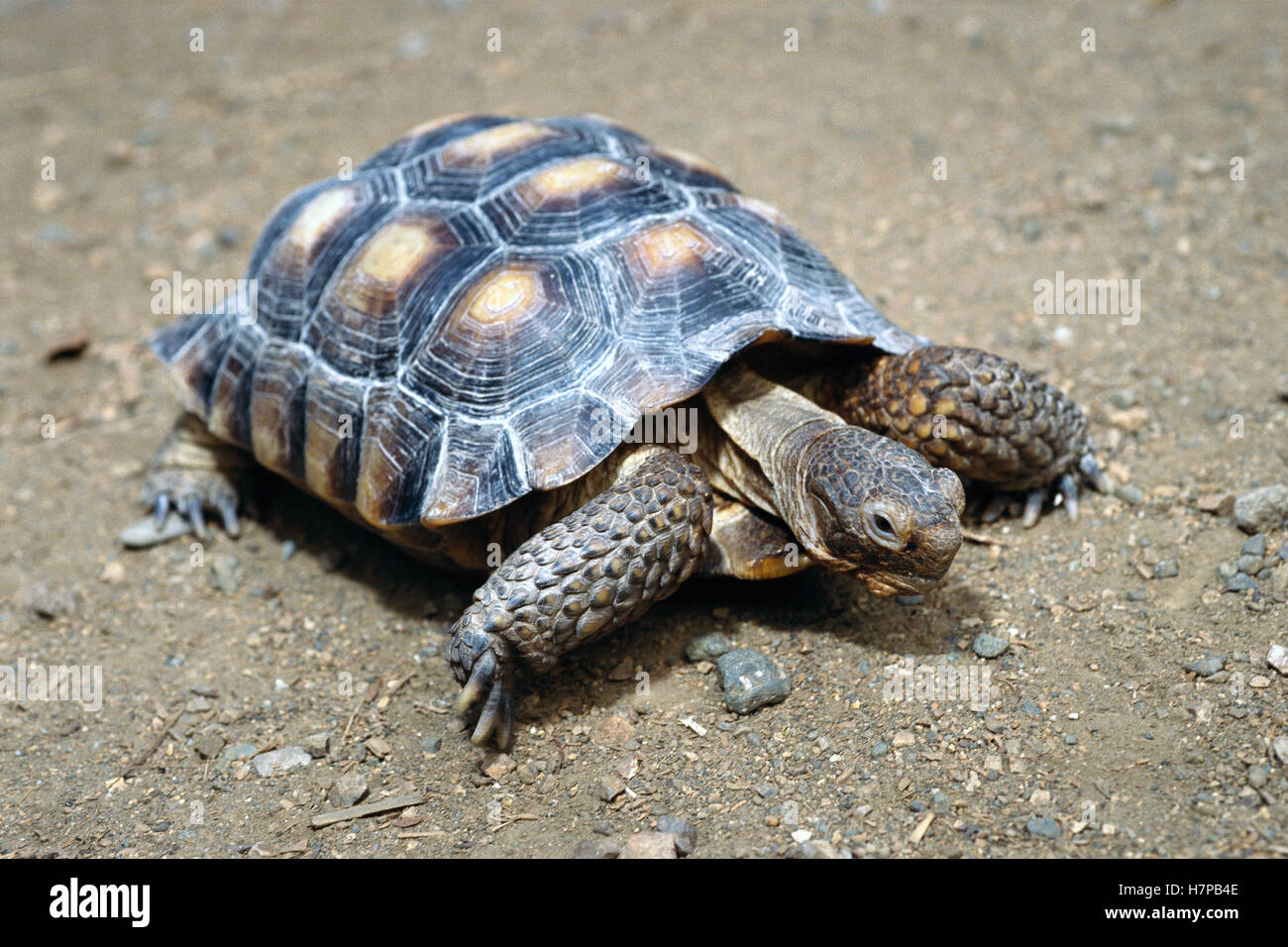 Desert Tortoise (Gopherus agassizii), Nevada Stock Photo - Alamy