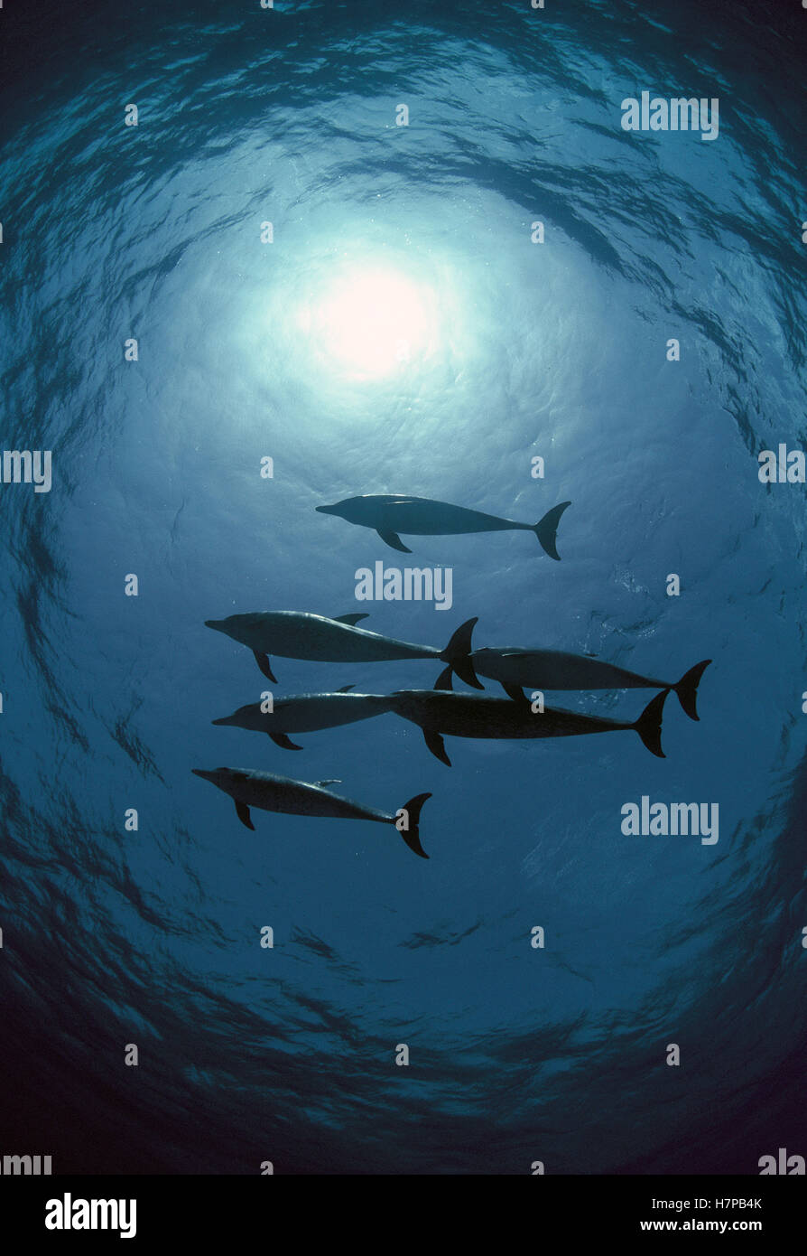 Atlantic Spotted Dolphin (Stenella frontalis) silhouetted group ...