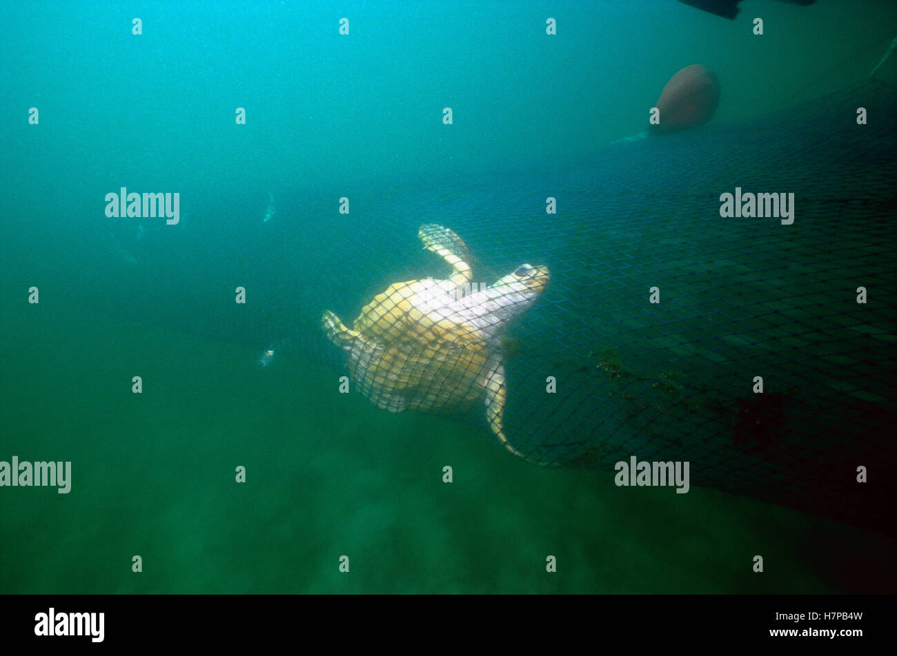 Caught sea turtles High Resolution Stock Photography and Images - Alamy