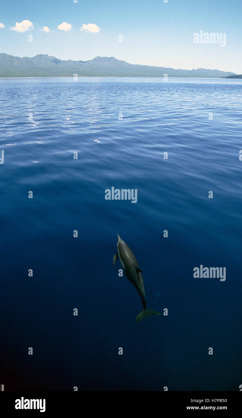 Common Dolphin (Delphinus delphis) schools work together to trap fish ...