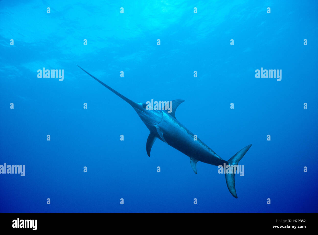 Swordfish (Xiphias gladius) worldwide, can tolerate temperatures of ...