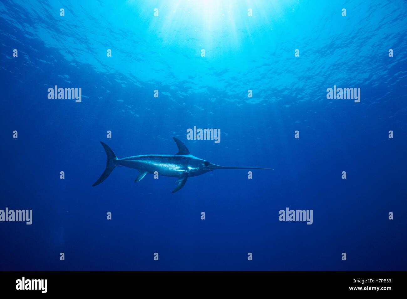 Swordfish (Xiphias gladius) worldwide, can tolerate temperatures of ...