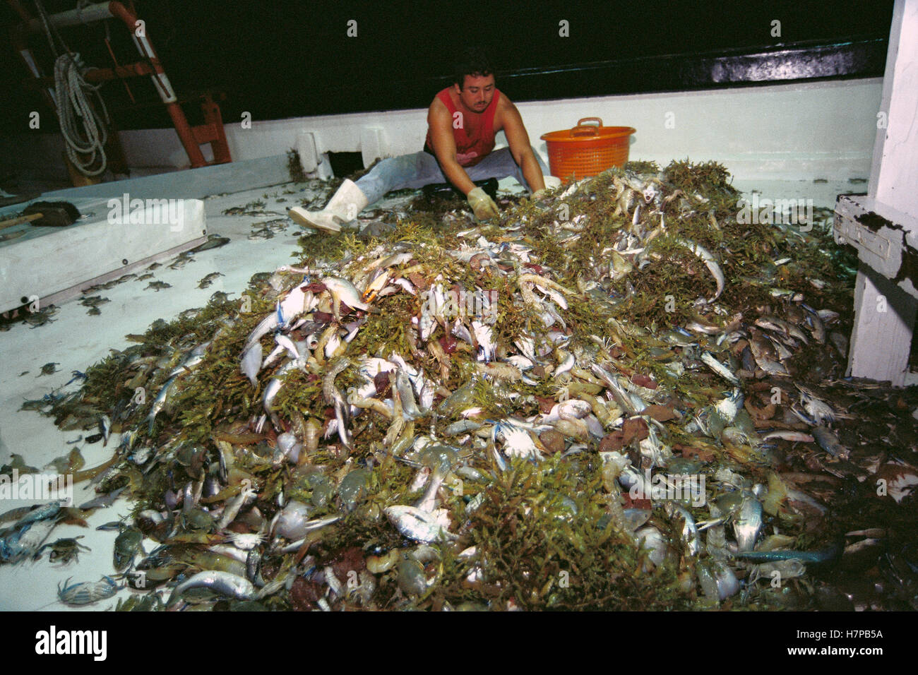 Shrimper culling his catch, up to 12 times bycatch for one pound of ...