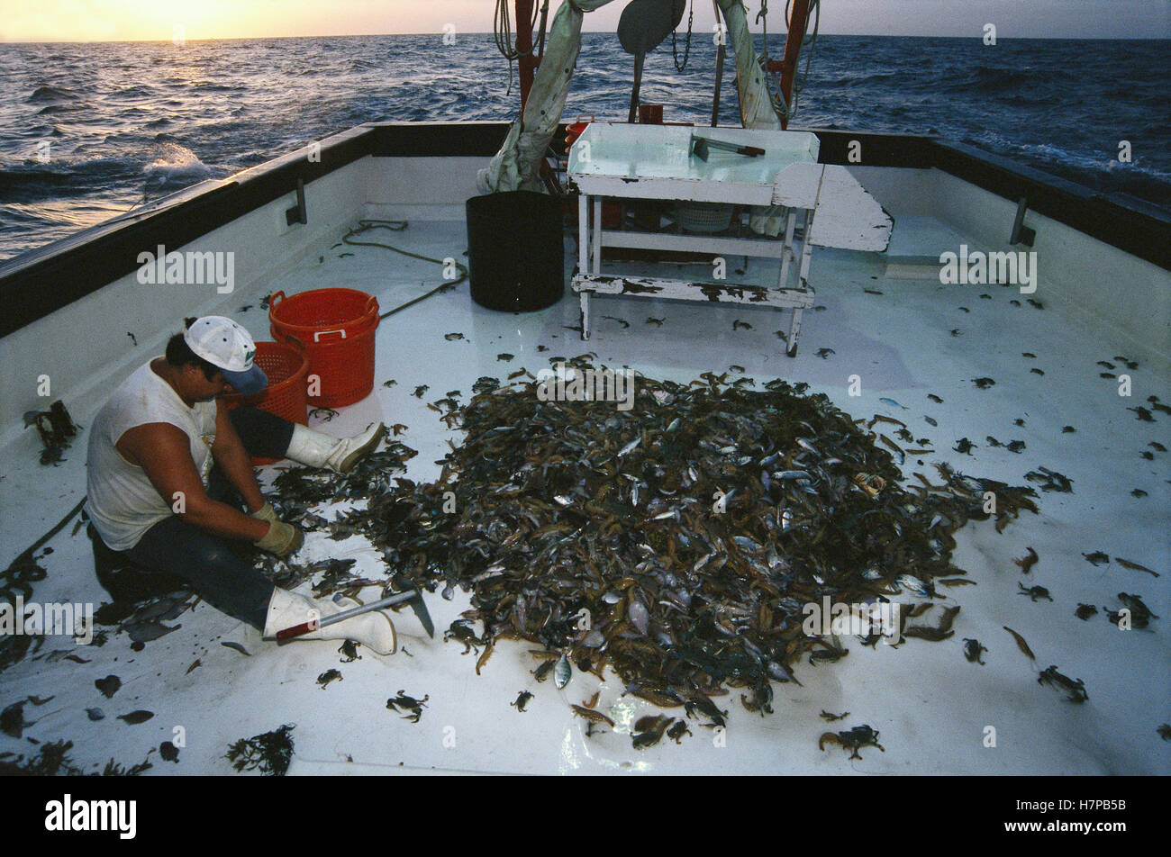 Shrimper culling his catch, up to 12 times bycatch for one pound of ...