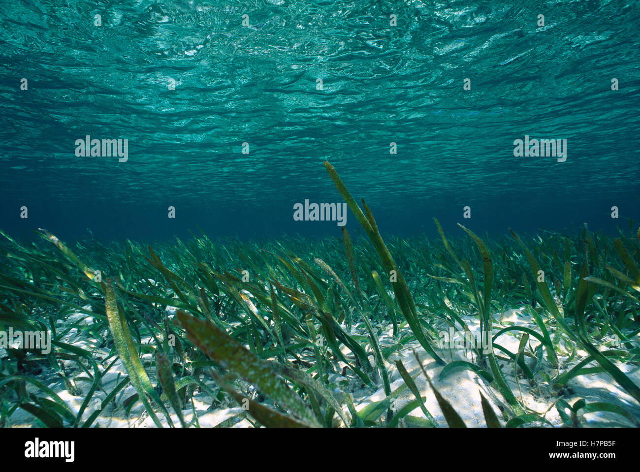 Seagrass beds serve as sediment traps and nurseries, Palau Stock Photo ...