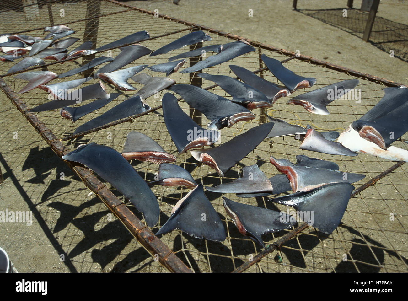 Shark fins drying in the sun, used in shark fin soup, sharks are ...