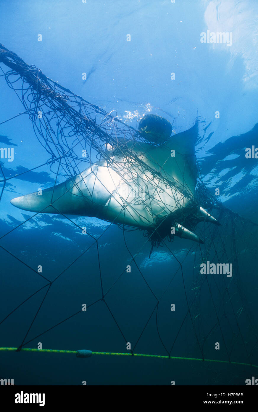 Mobula Ray (Mobula lucasana) caught in gill net, Baja California ...