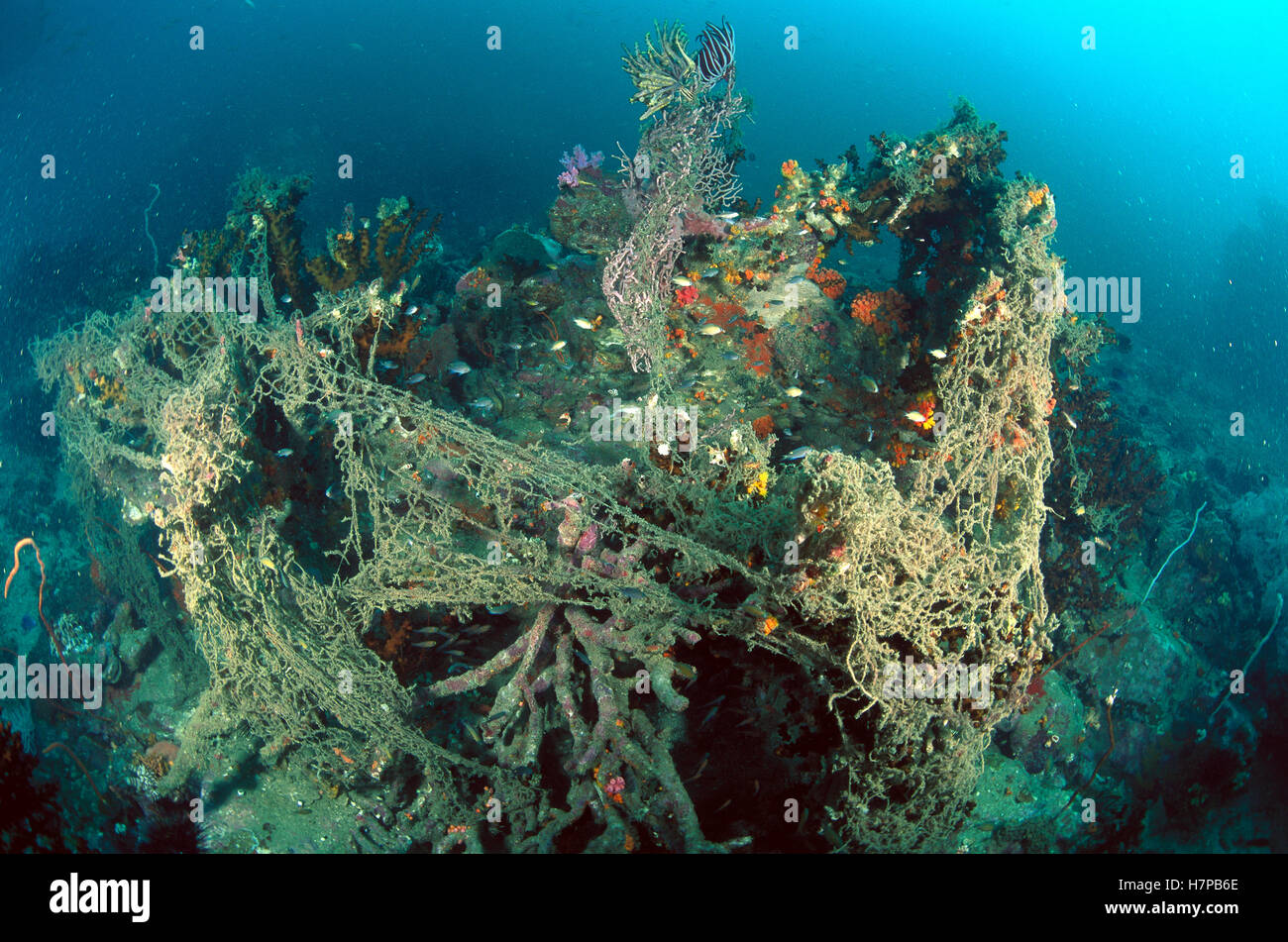 Discarded fishing net entangles a reef, smothering corals, sponges and ...