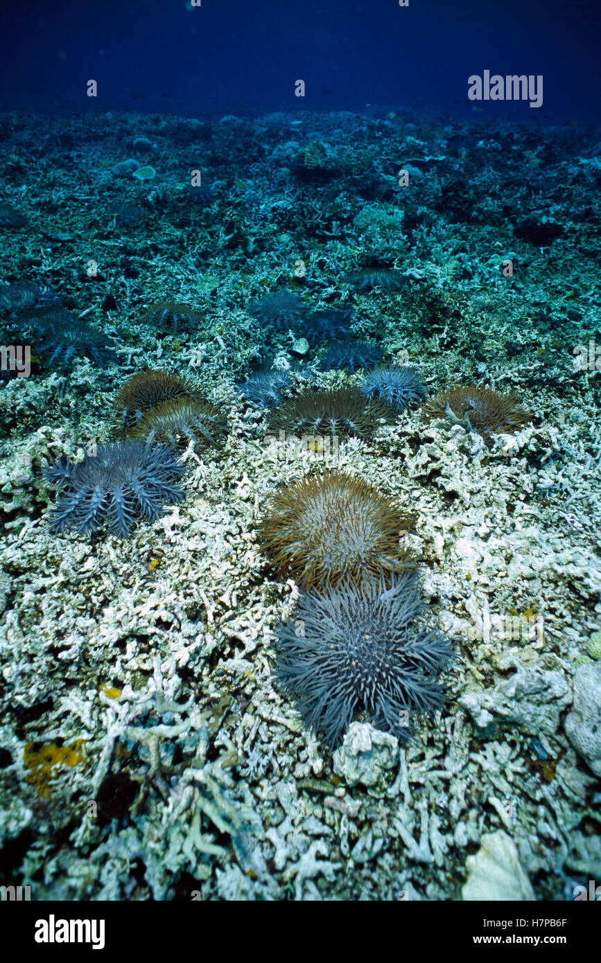 Crown-of-thorns Starfish (Acanthaster planci) population explosion ...