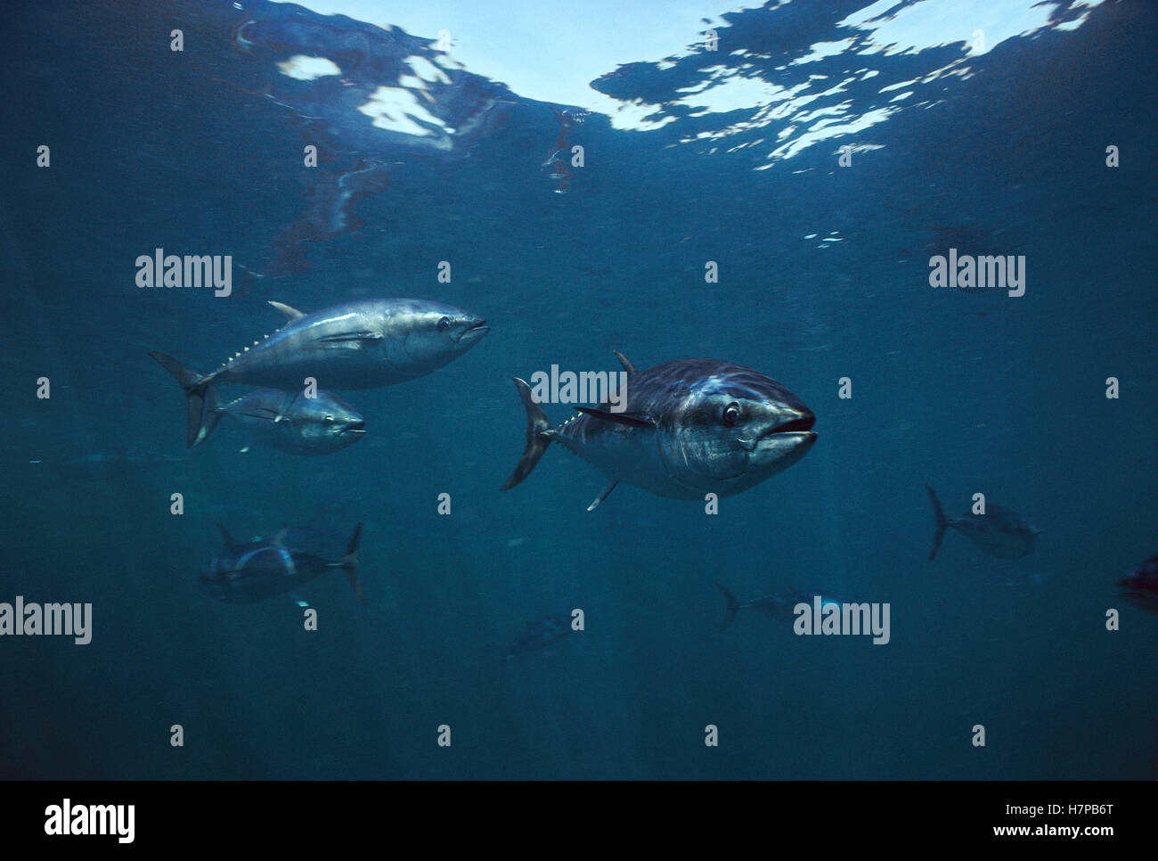 Southern Bluefin Tuna Thunnus Maccoyii Group Underwater South Australia Critically