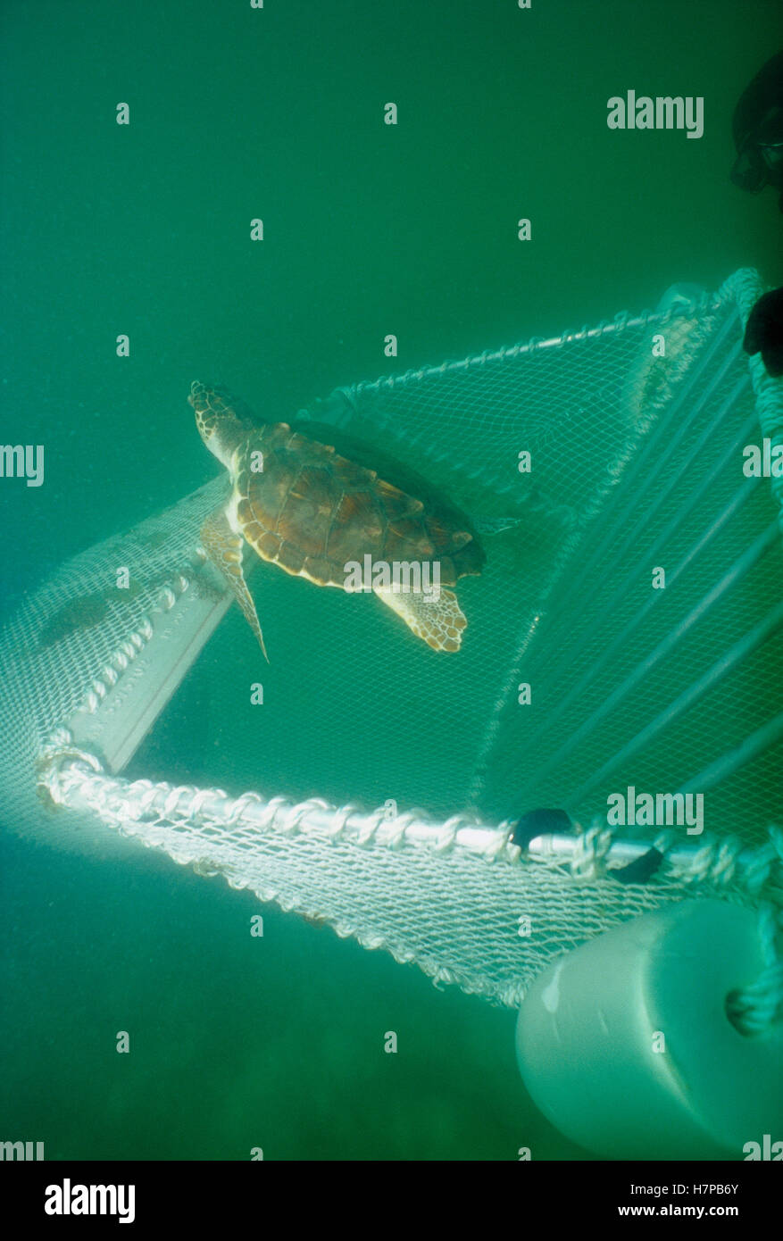 Turtle Exclusion Device (Ted) metal grate allows turtles to escape ...