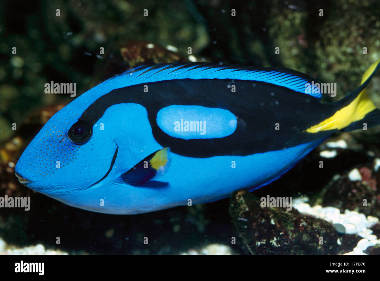Blue Tang (Paracanthurus hepatus), Indo-Pacific Stock Photo - Alamy