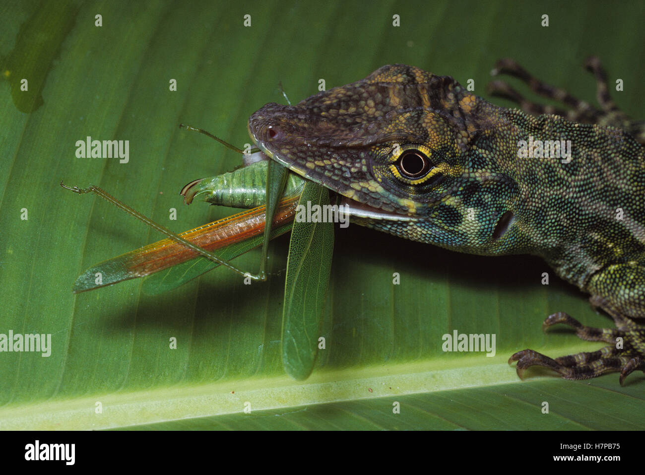 Giant Anole (Norops garmani) feeding on captured Katydid (Tettigoniidae ...