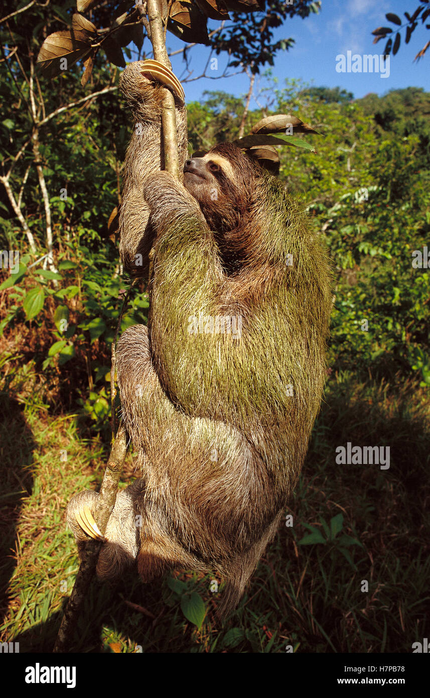 Brown-throated Three-toed Sloth (Bradypus variegatus) with symbiotic ...