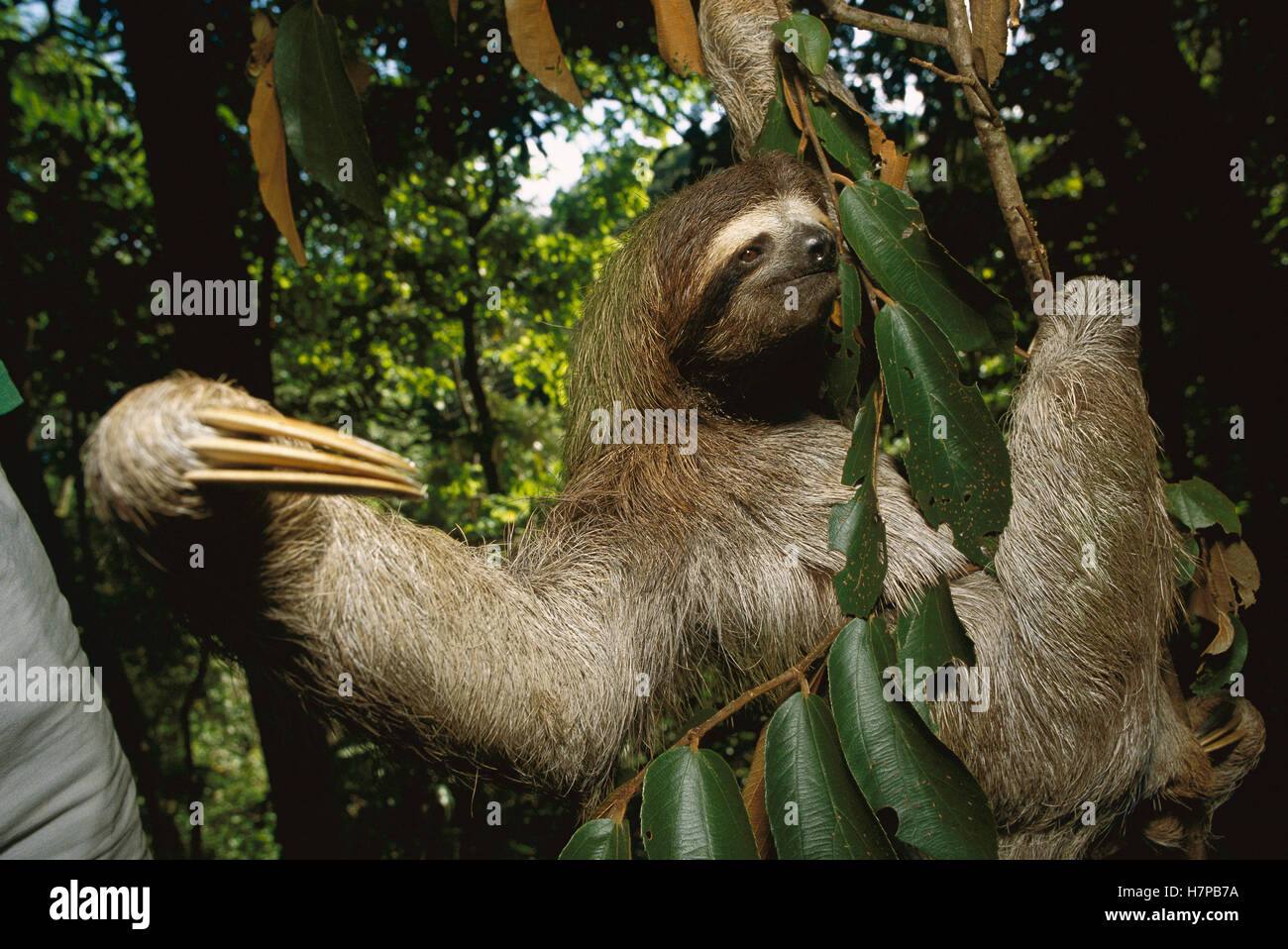 Brown-throated Three-toed Sloth (Bradypus variegatus) hanging in ...