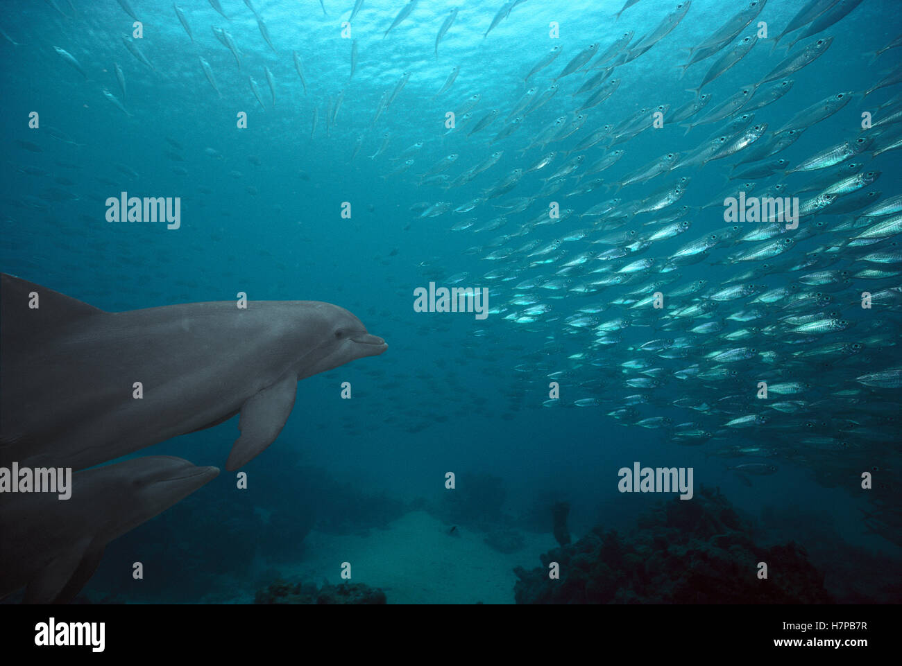 Bottlenose Dolphin (Tursiops truncatus) chasing bait fish Stock Photo ...