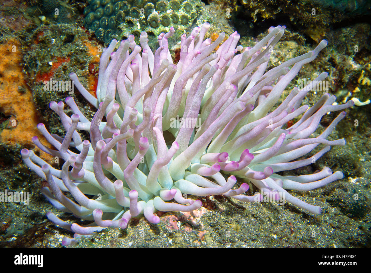 Giant Caribbean Anemone (Condylactis gigantea) underwater, Seychelles ...