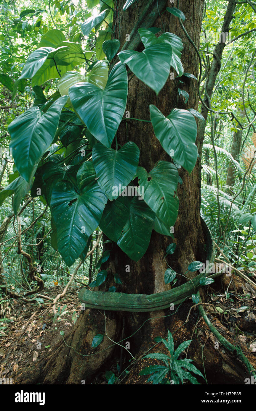 Liana growing up tree trunk, rainforest, Panama Stock Photo - Alamy