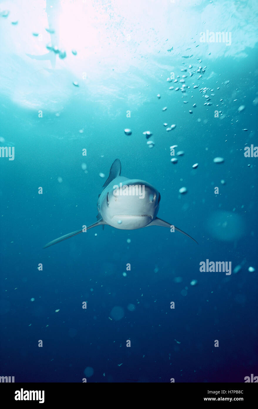 Blue Shark (Prionace glauca), San Diego, California Stock Photo - Alamy