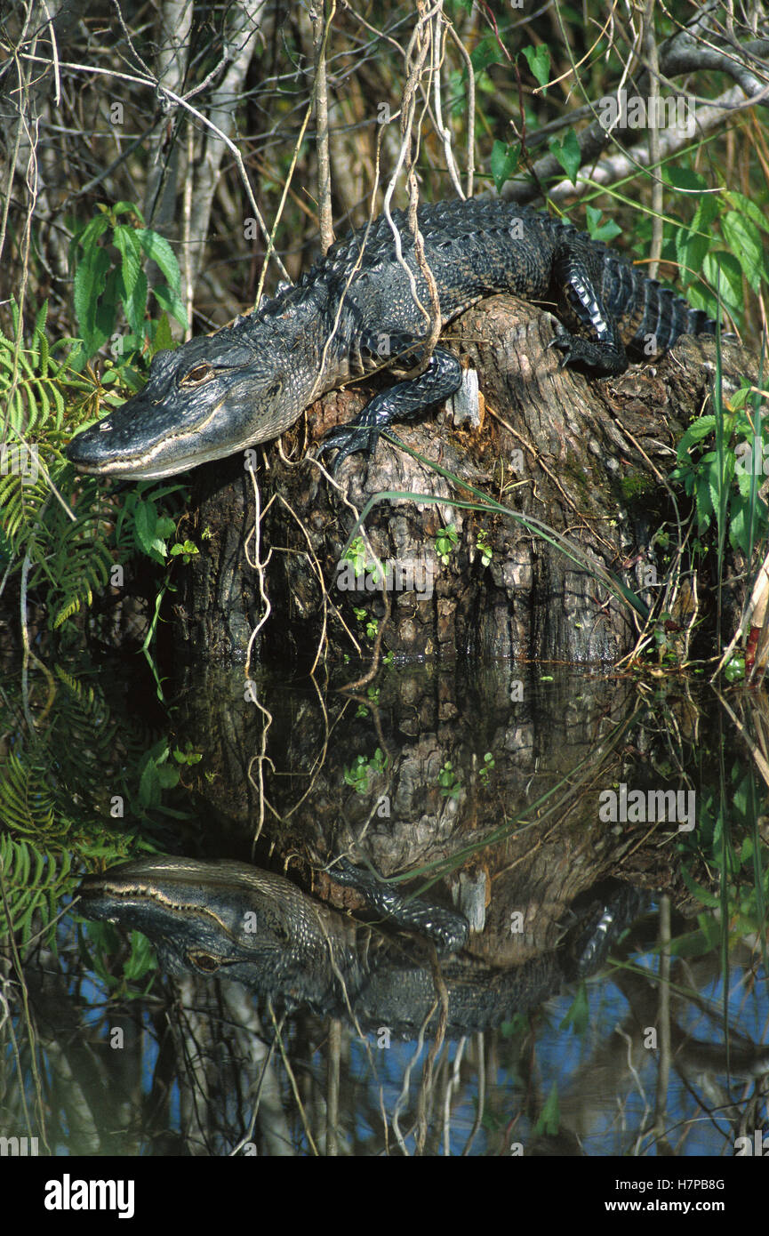 American Alligator (Alligator mississippiensis) on stump in Everglades ...