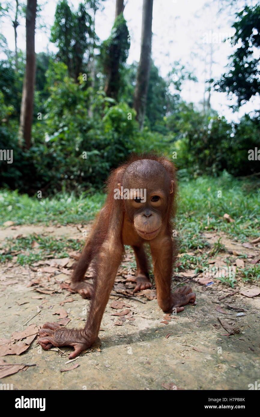 Orangutan (Pongo pygmaeus) young in rainforest, Borneo Stock Photo - Alamy