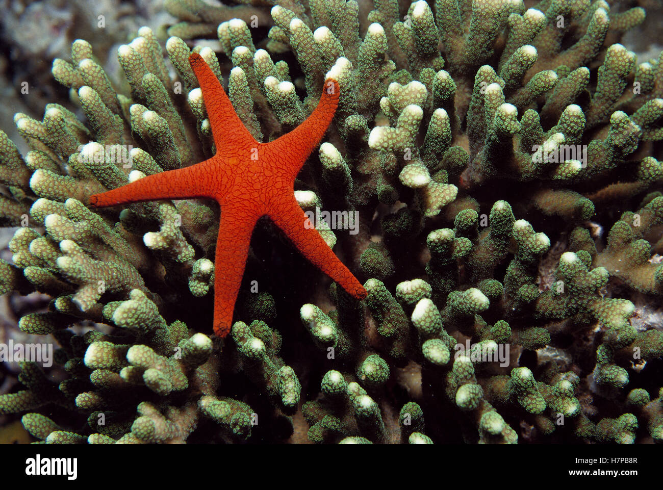 Sea Star on algae-covered coral, Great Barrier Reef, Australia Stock ...