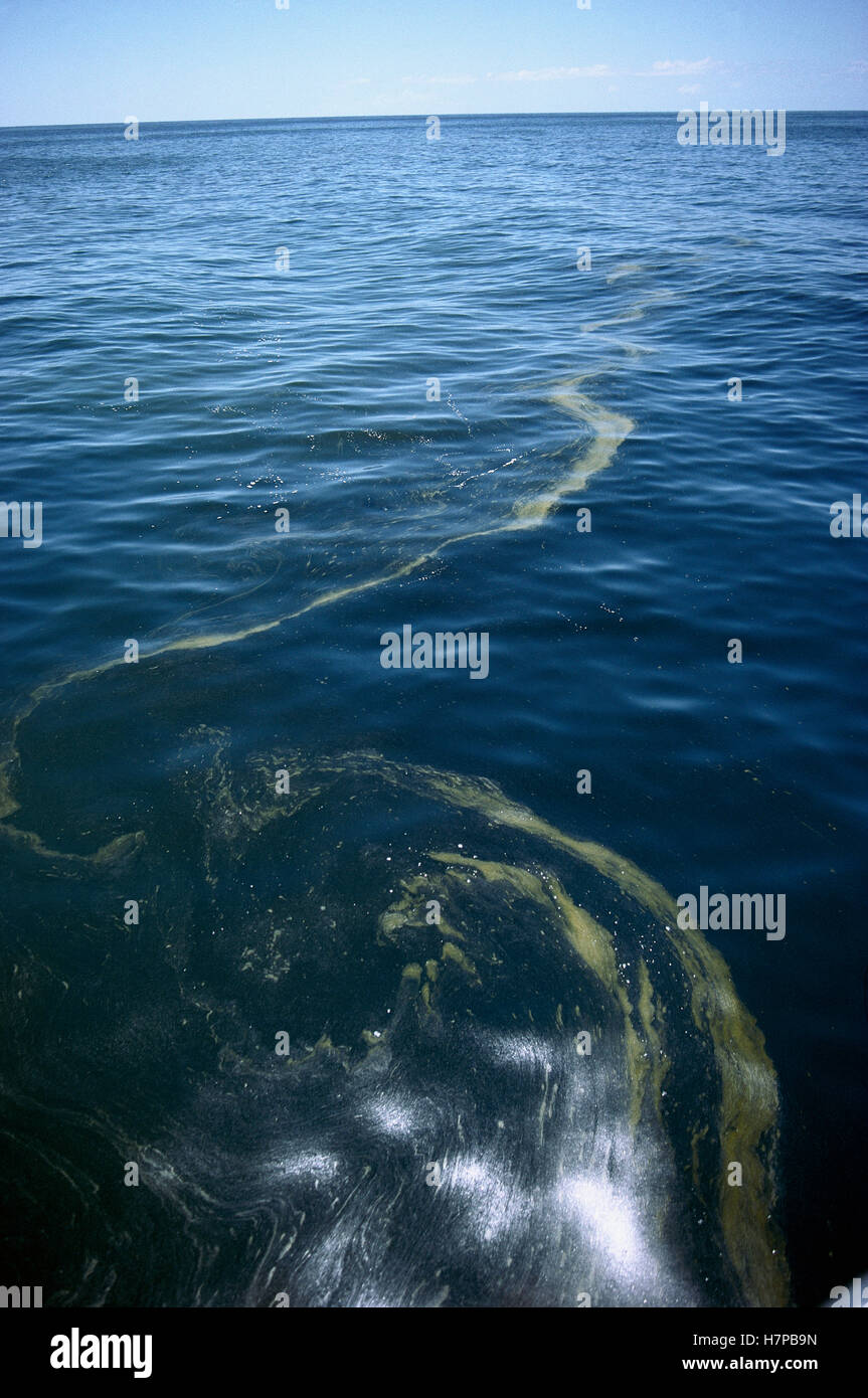 Phytoplankton bloom made up of diatoms, which are the base of the ...