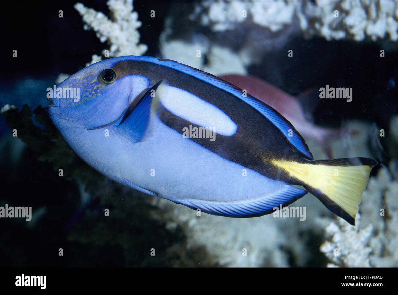 Blue Tang (Paracanthurus hepatus) portrait, native to Indo-Pacific ...