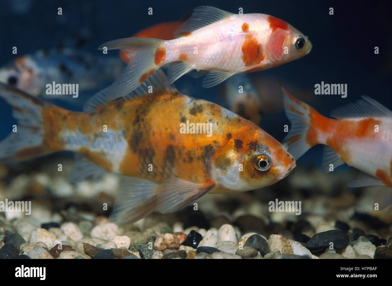 Goldfish (Carassius auratus) school in tank, California Stock Photo - Alamy