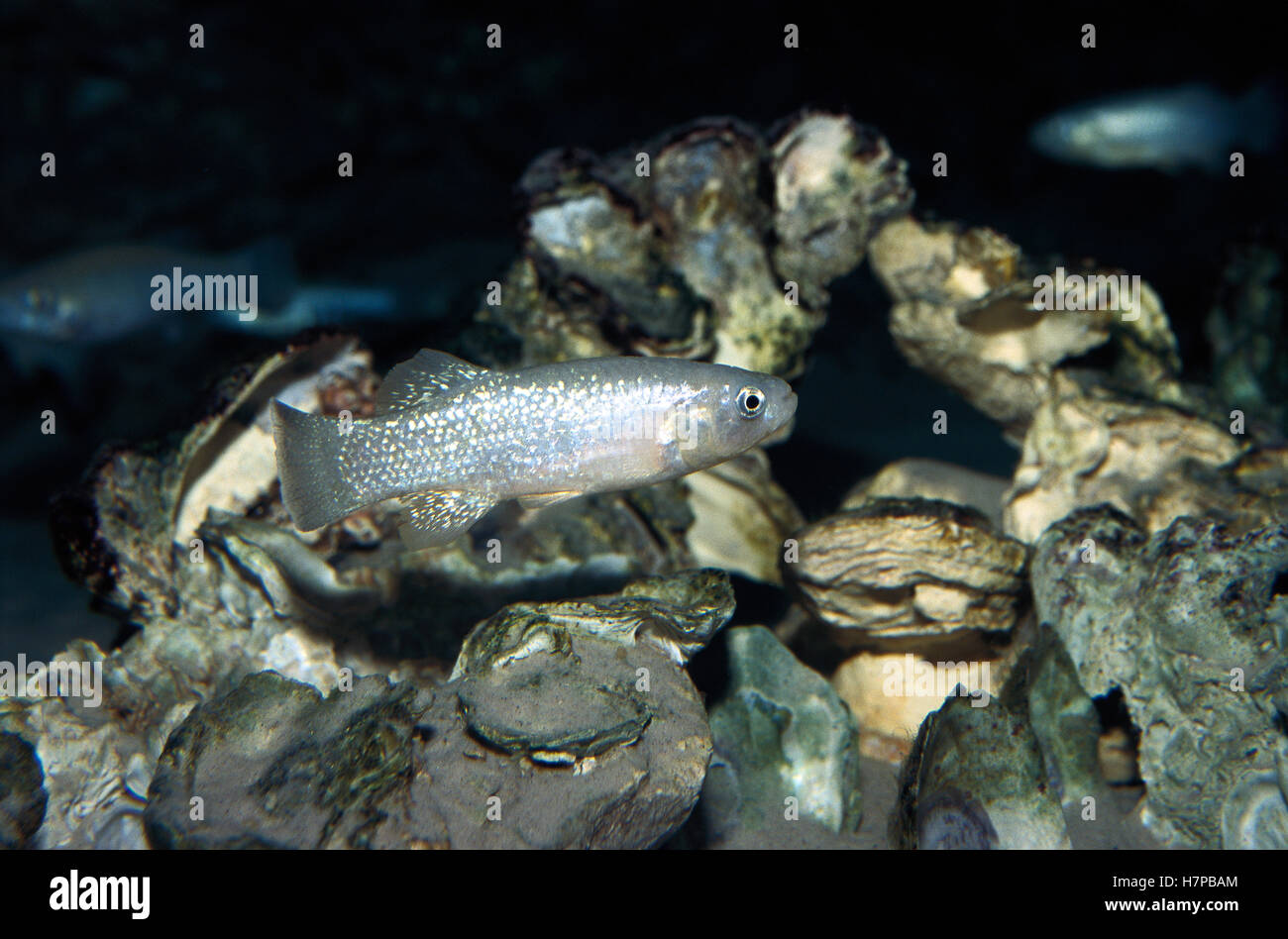 Desert Pupfish (Cyprinodon macularius) swimming underwater, native to ...