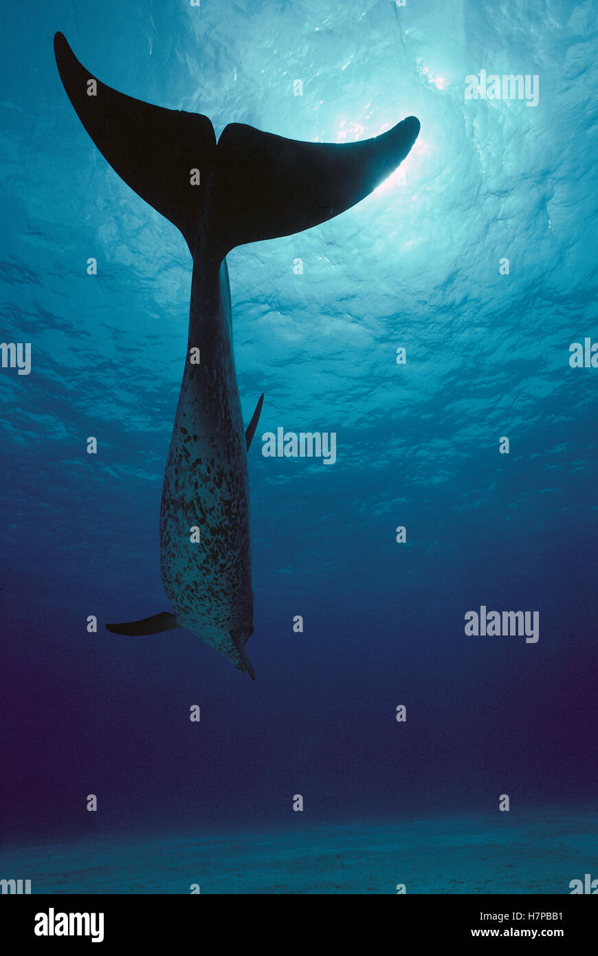 Atlantic Spotted Dolphin (Stenella frontalis) tail view swimming away ...