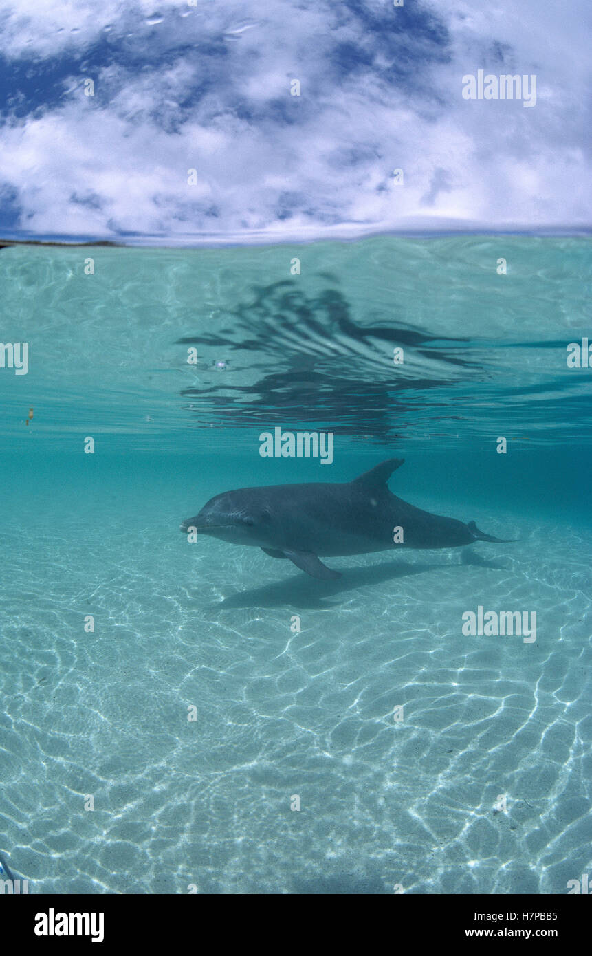 Bottlenose Dolphin (Tursiops truncatus) swimming in shallow water ...
