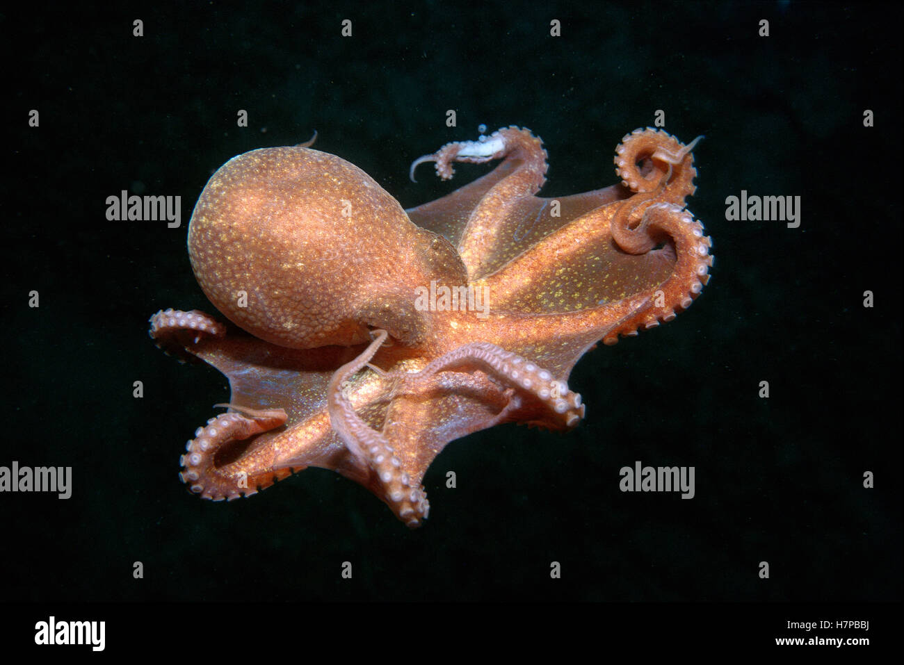 California Bigeye Octopus (Octopus californicus) deep sea species ...
