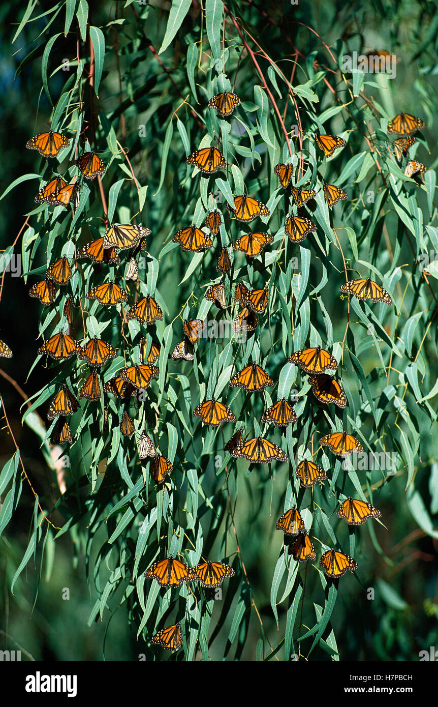 Monarch (Danaus plexippus) butterflies gather on Eucalyptus trees in winter, Santa Cruz and ...