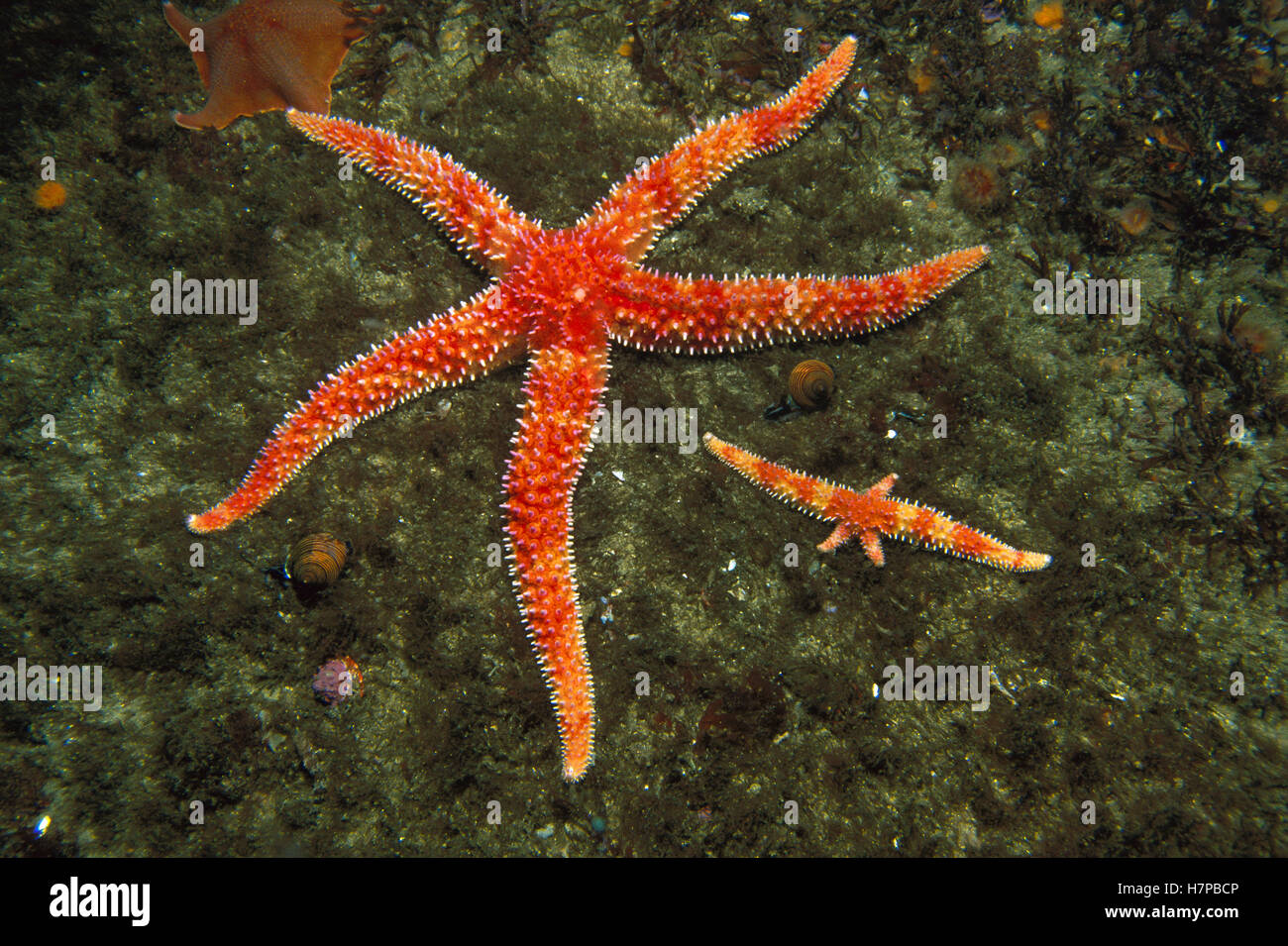 Rainbow Sea Star (Orthasterias koehleri) a large and small one with ...