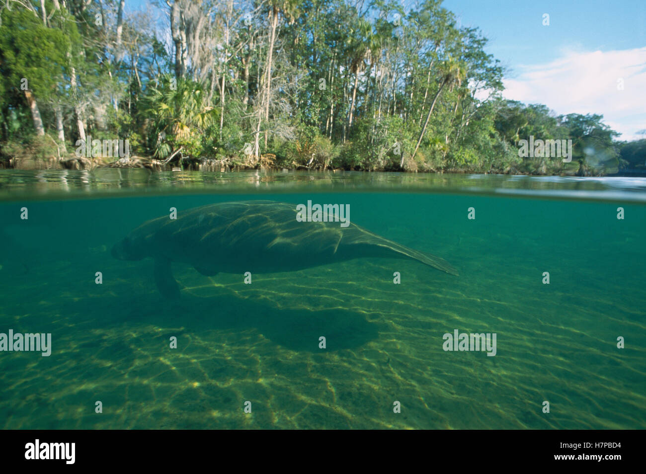West Indian Manatee (Trichechus manatus) above and below water view ...