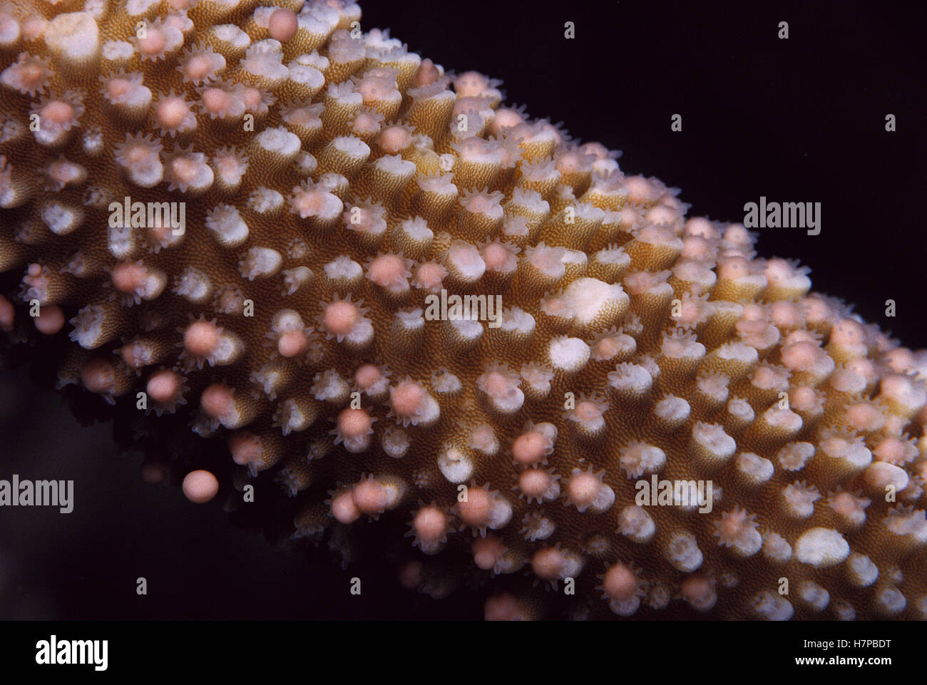 Coral spawning colonies release eggs and sperm one night a year, Great ...