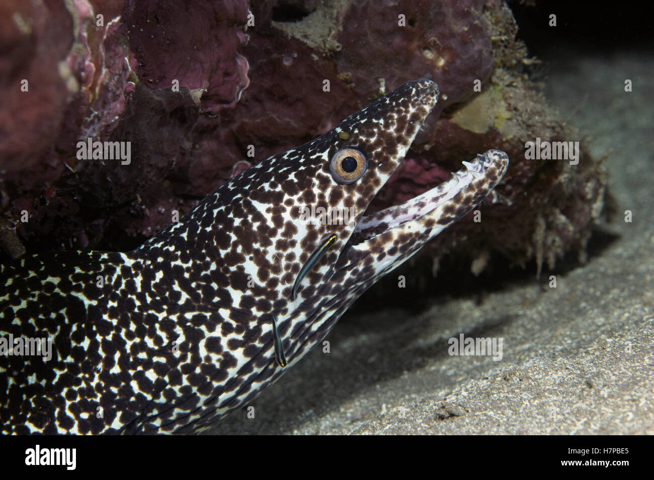 Moray Eel (Gymnothorax sp) being cleaned by Goby (Gobiidae), Caribbean ...
