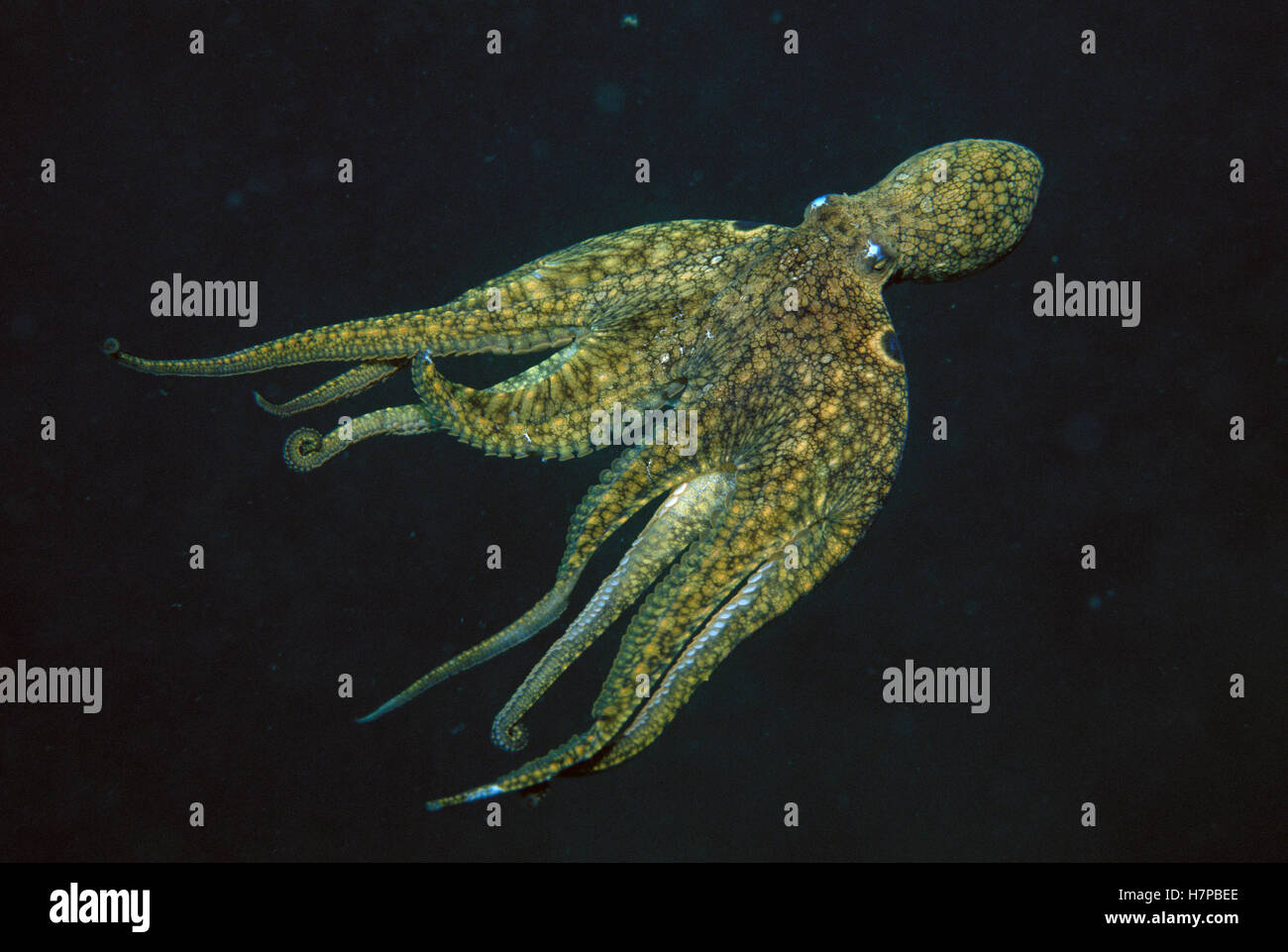 California Two-spot Octopus (Octopus bimaculoides) swimming underwater ...