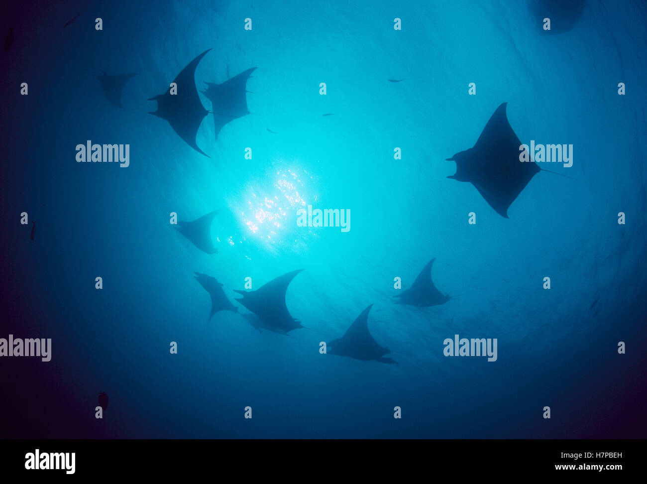 Mobula Ray (Mobula sp) school gathered around seamount, Cocos Island ...